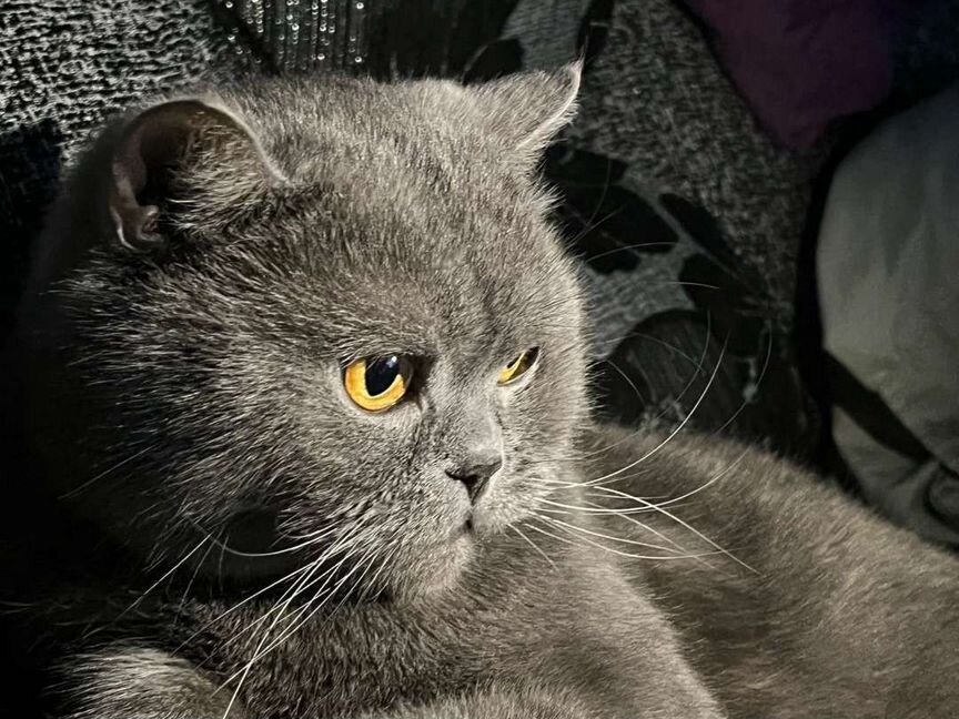 Британский кот в добрые руки