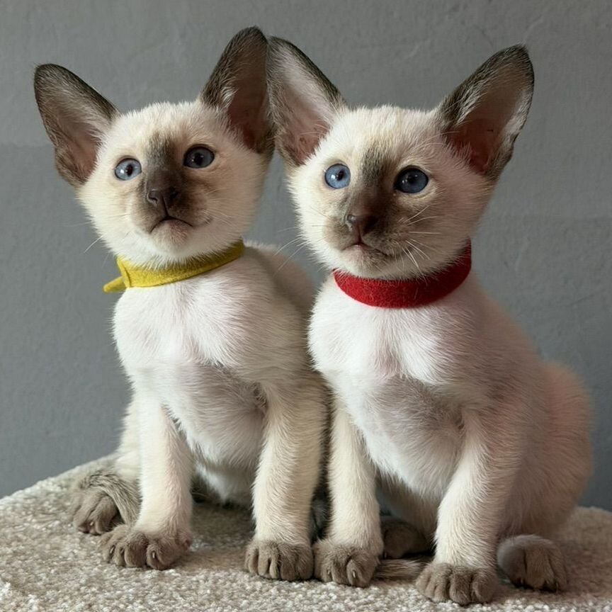 Ориентальный котёнок