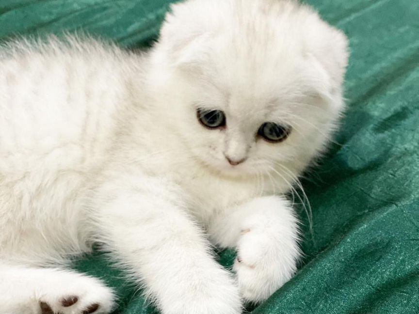 Шотландские вислоухие котята серебристая шиншилла