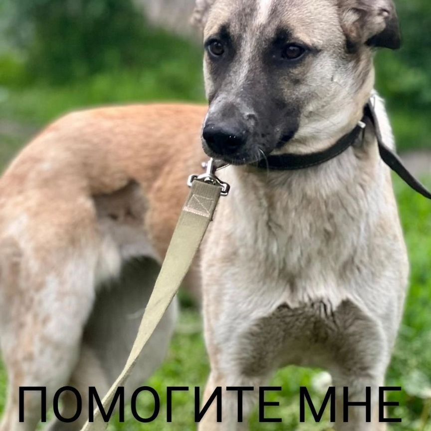 Собака в добрые руки
