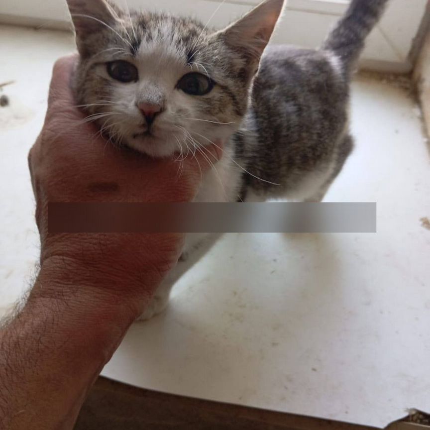 Котята 3 месяца