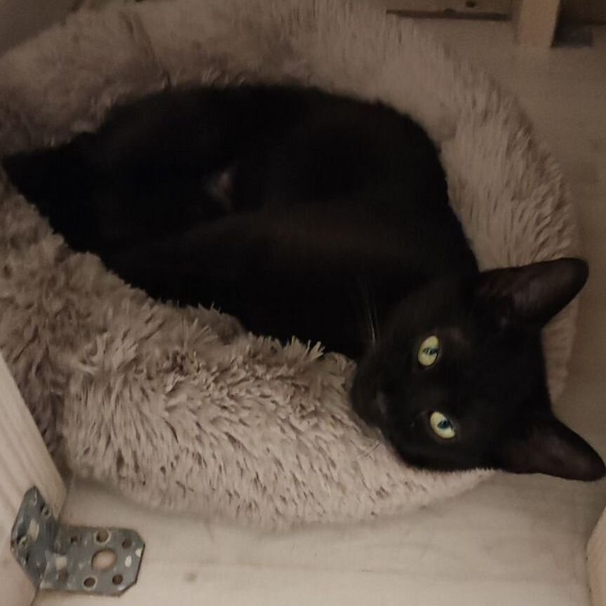 Котенок-девочка, 8 месяцев