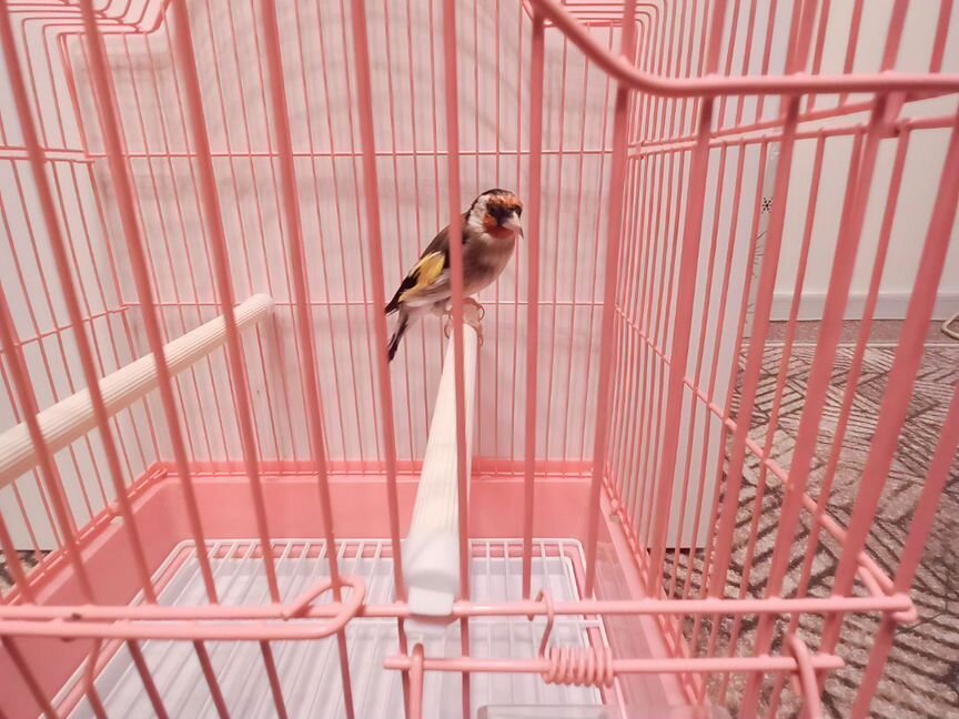 Птица щегол