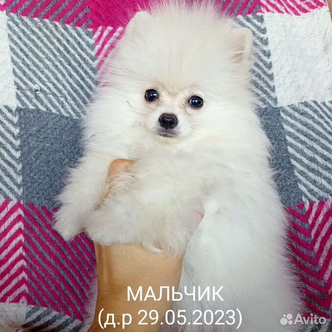 Продаю щенков померанского шпица