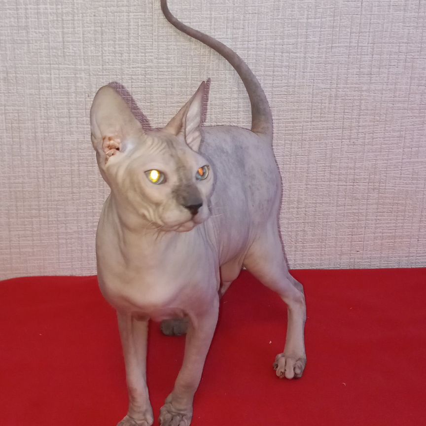 Котята из питомника