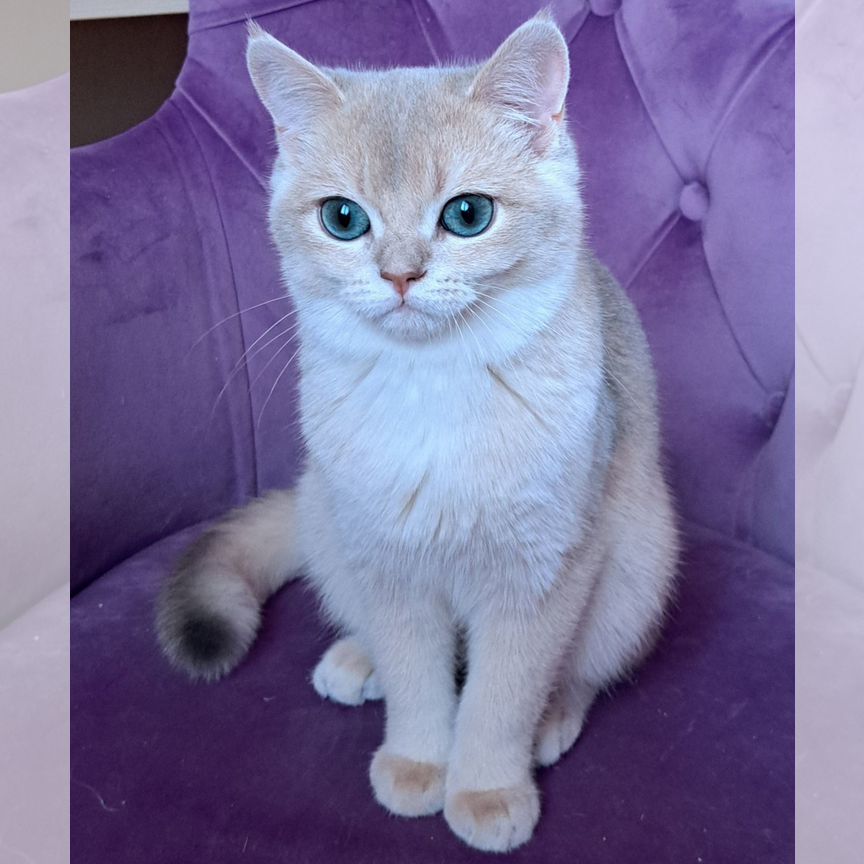 Голубое золото шиншилла ay12 с голубыми глазами