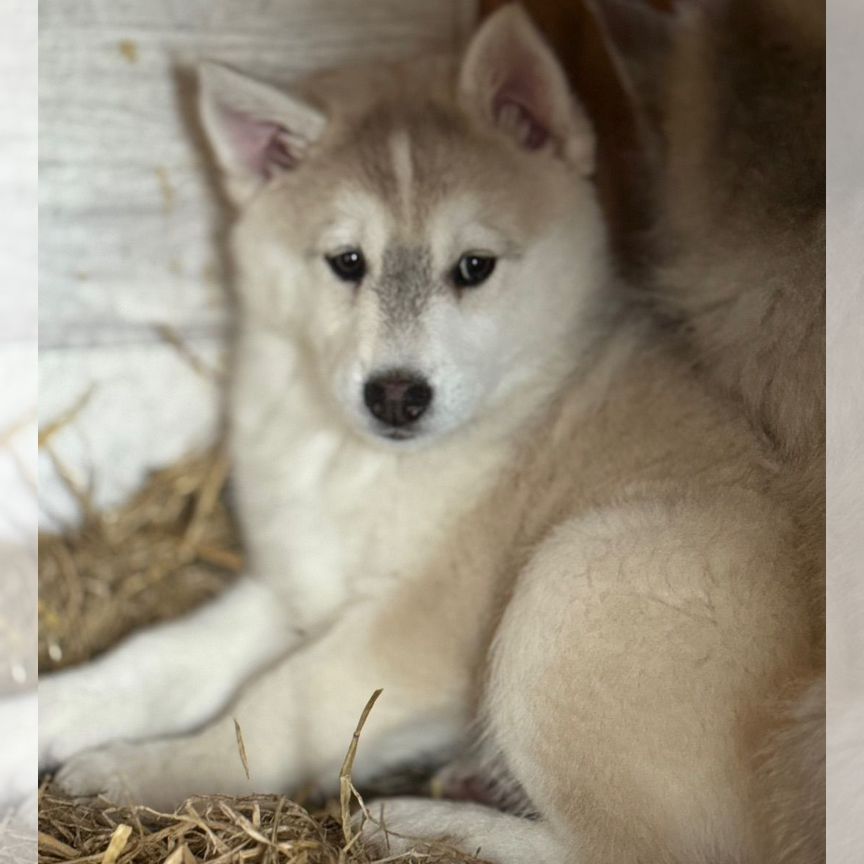 Сибирский хаски, щенок