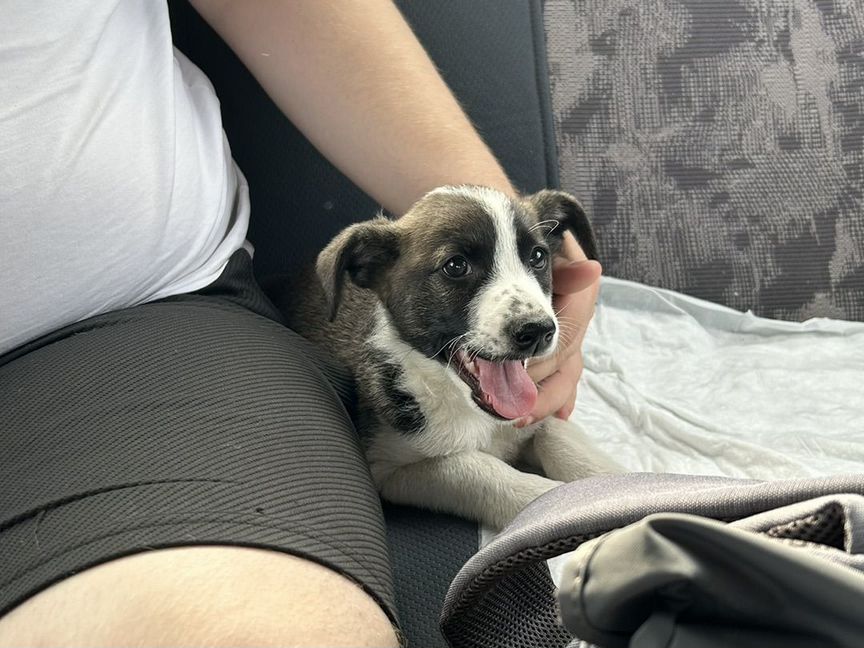 Щенок в добрые руки бесплатно