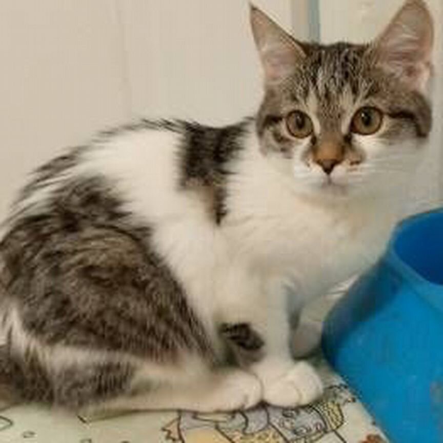 Котенок Тинка