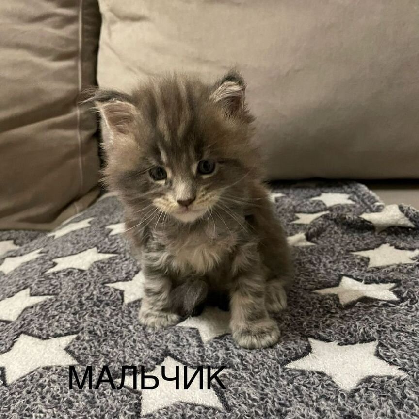 Котята мейн-кун