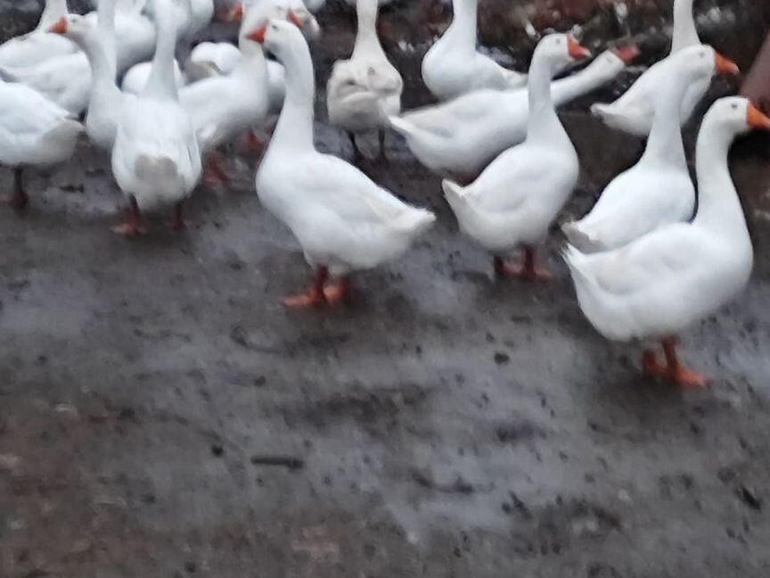 Гуси Линдовские