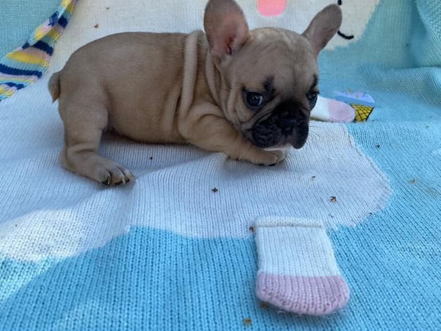Мини девочка французского бульдога