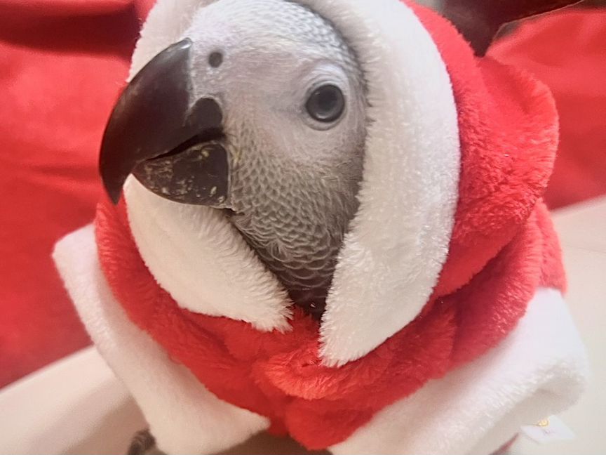 Ручной попугай