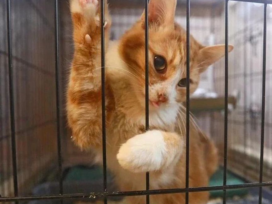 Котёнка Пирожка ждёт снова улица. Мама, где ты