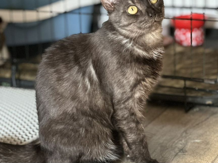 Гаечка 2 года стерилизована ищет дом