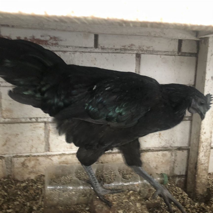 Петухи Аям Цемани