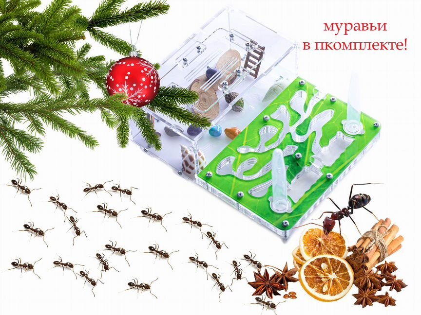 Муравьиная ферма Формикарий