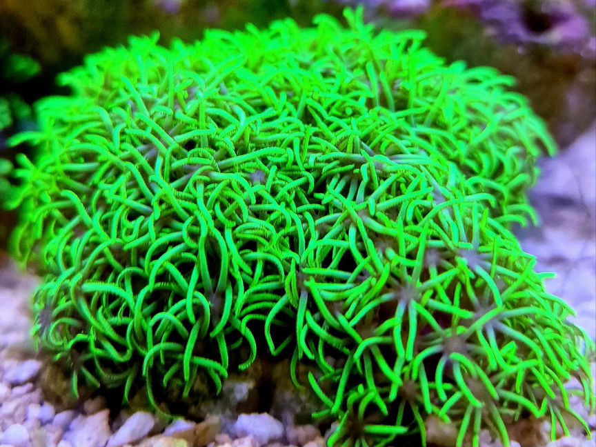 Кораллы для морского аквариума