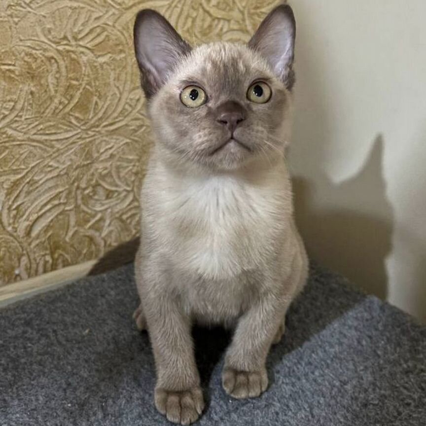 Кошечка европейской бурмы с документами