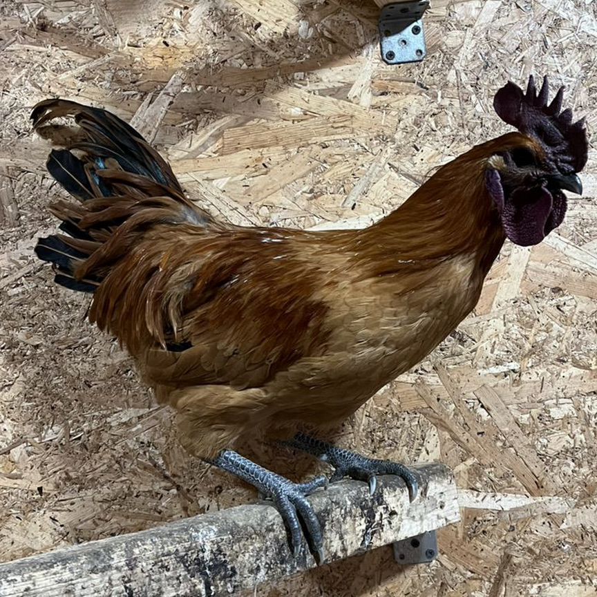 Петухи породы - Лакеданзи