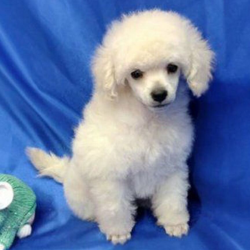 Той-пудель, щенок