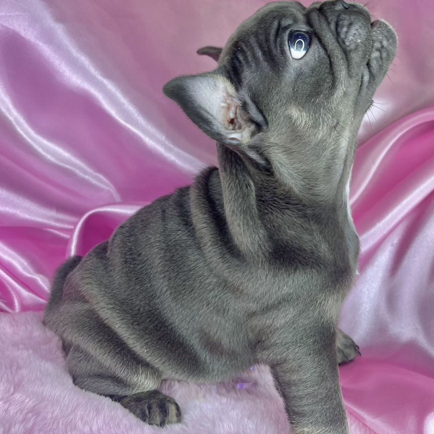 Французский бульдог, щенок