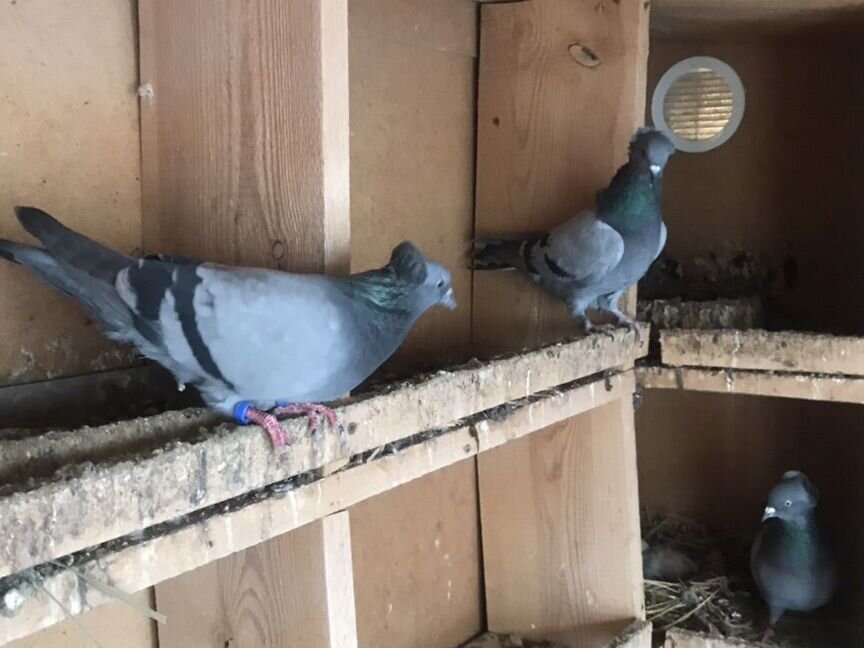 Голубь бакинцы сизые