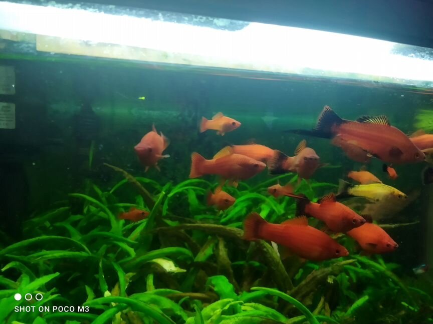 Меченосцы красные