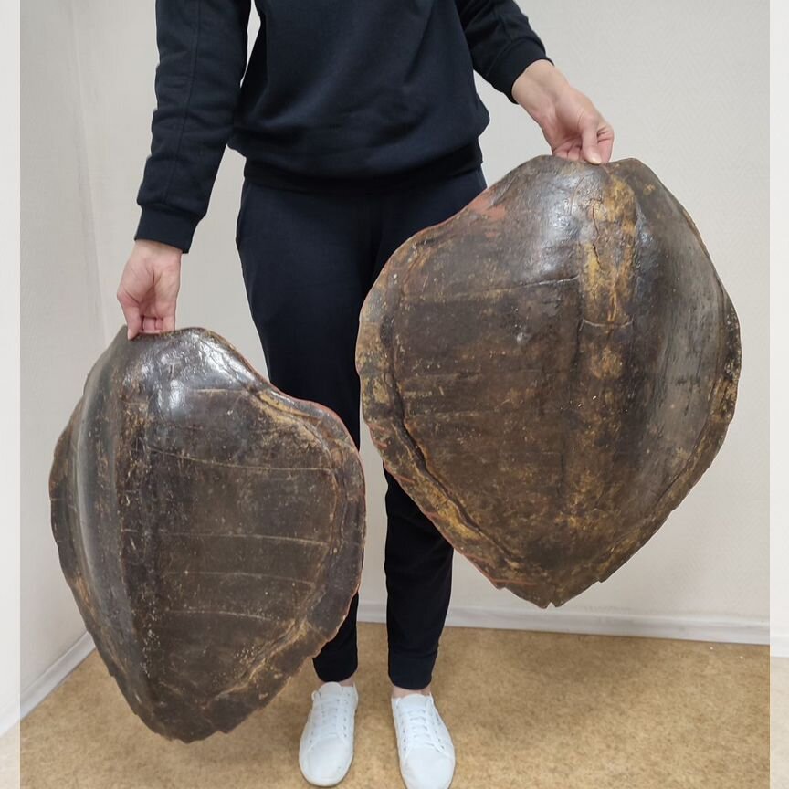 Панцирь морской черепахи