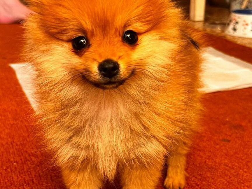 Маленькая собака шпиц