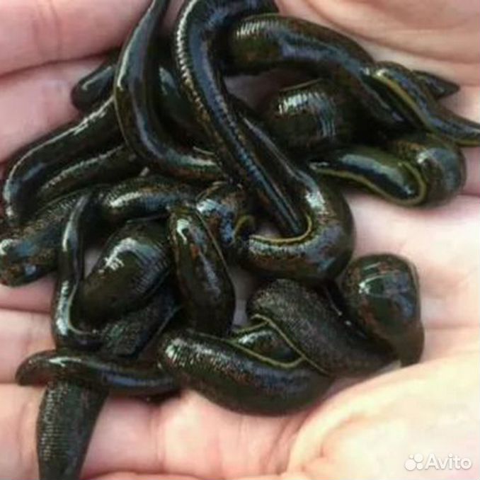 Пиявки медицинские