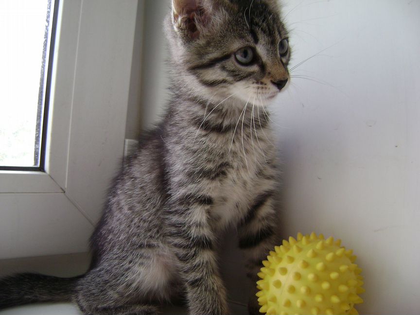 Котенок ищет заботливого хозяина