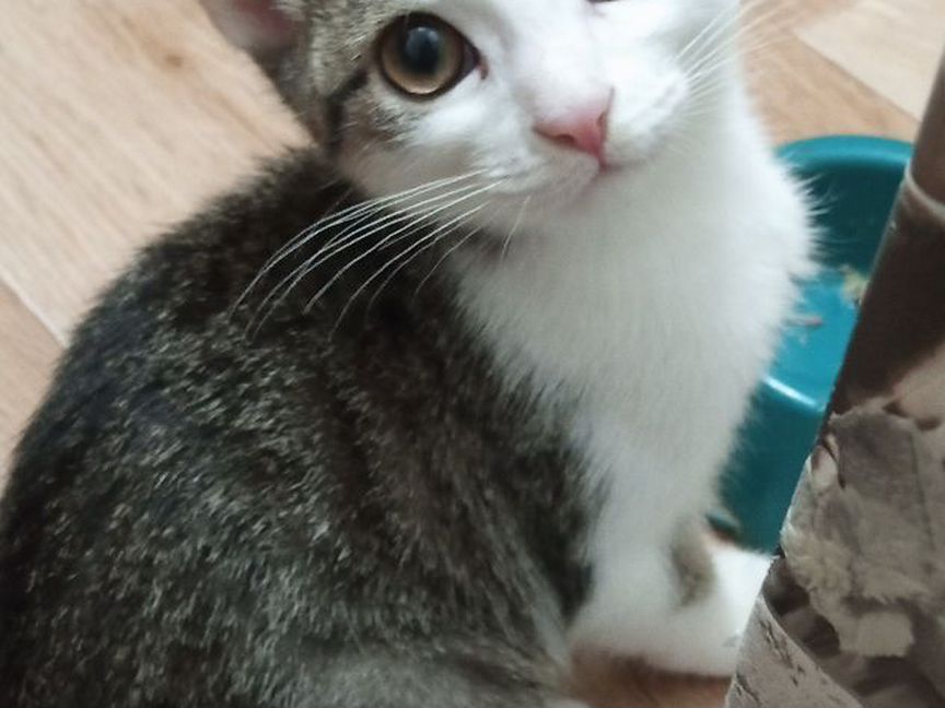 Котëнок, мальчик