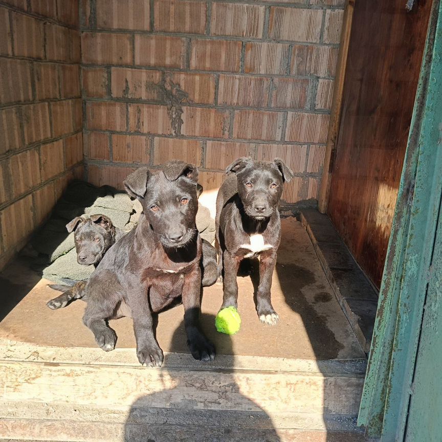 Щенки ищут дом