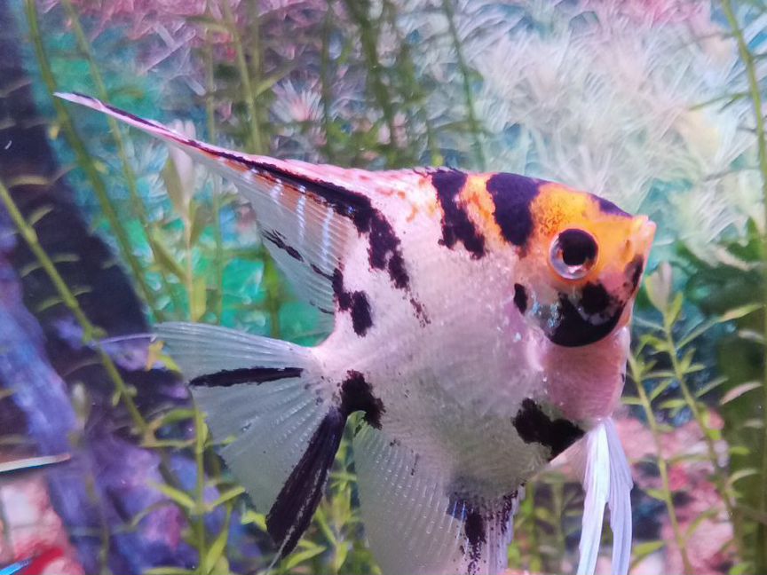 Рыбки скалярии