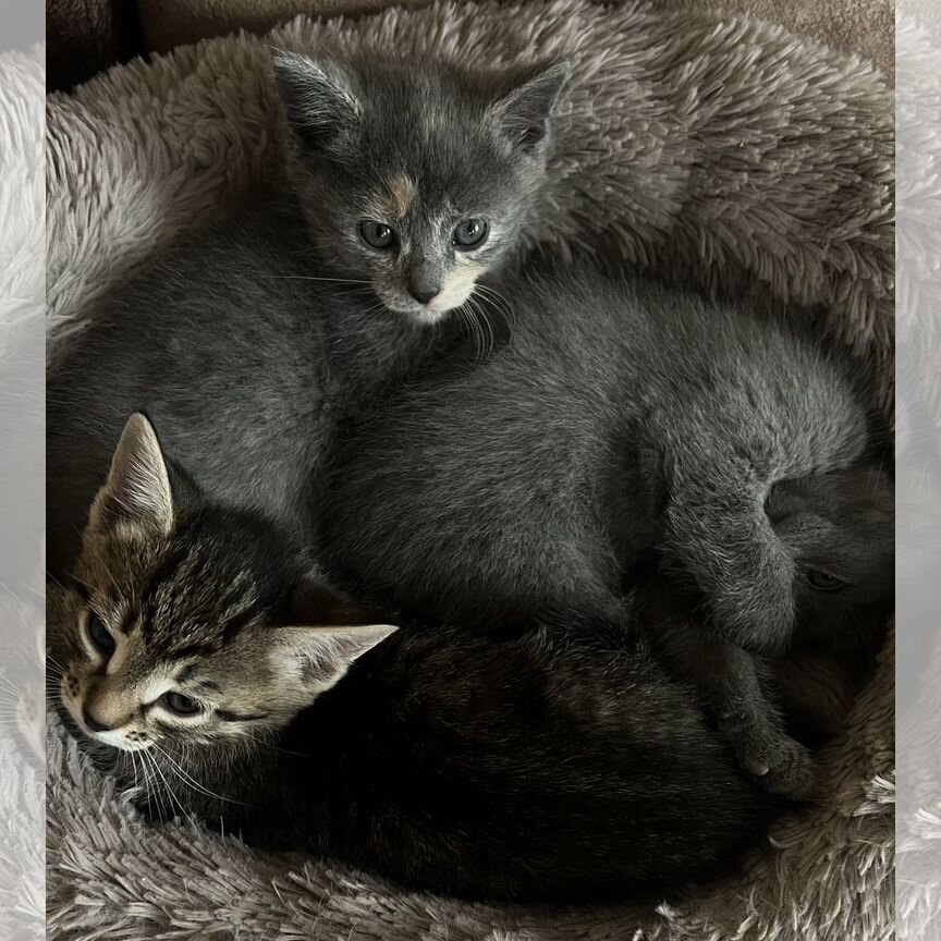 Русский голубой котёнок