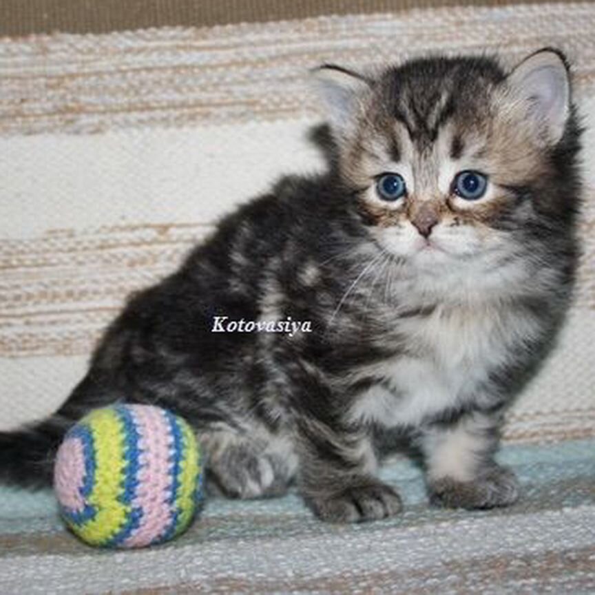 Сибирский котёнок