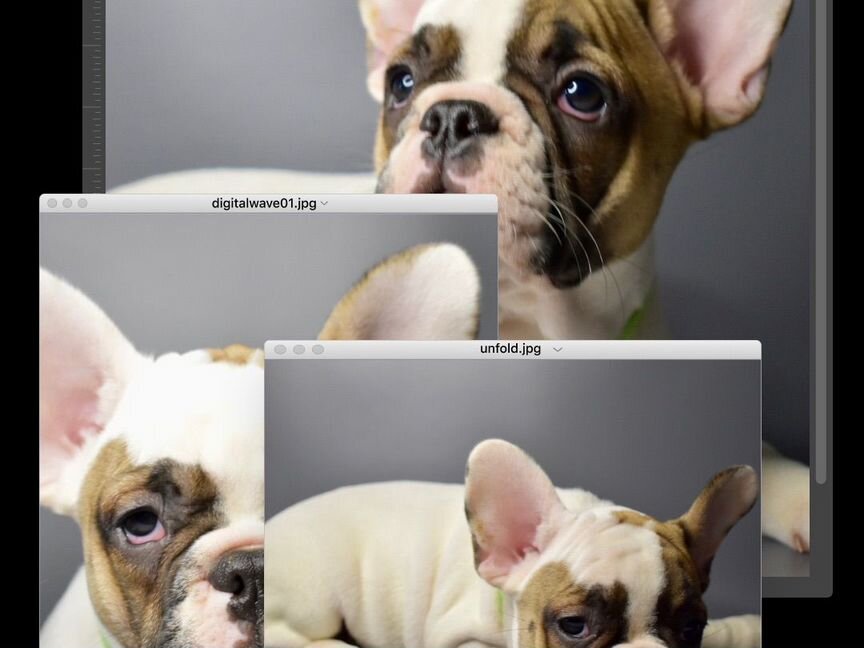 Французский будьдог