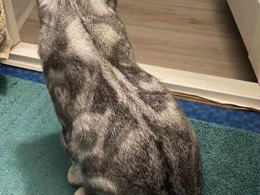 Породистый кот 10 месяцев в частный дом