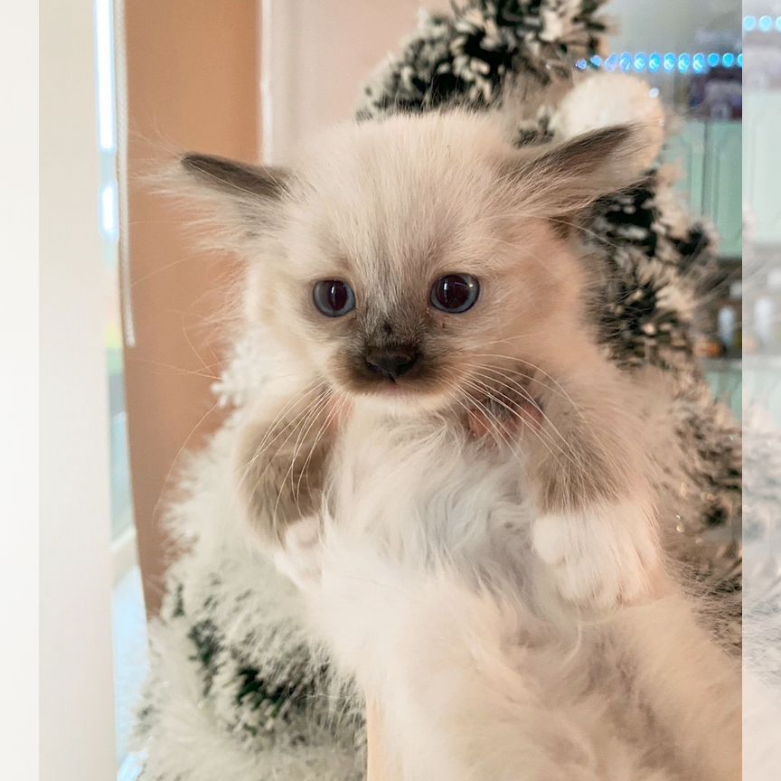 Невские маскарадные котята