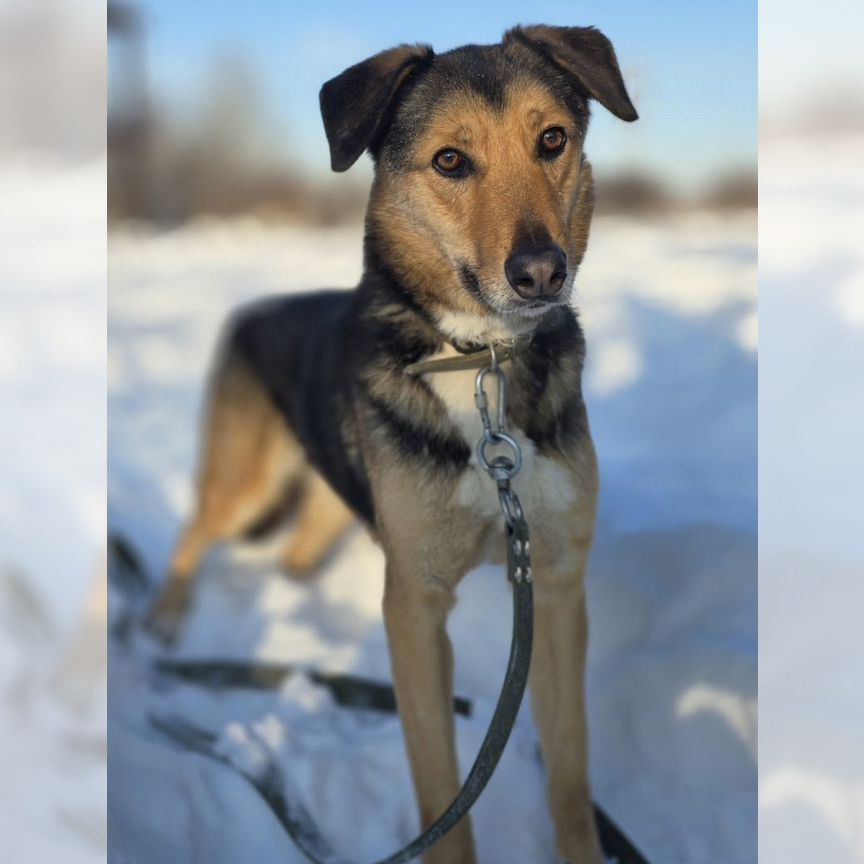 Взрослый пёс в добрые руки