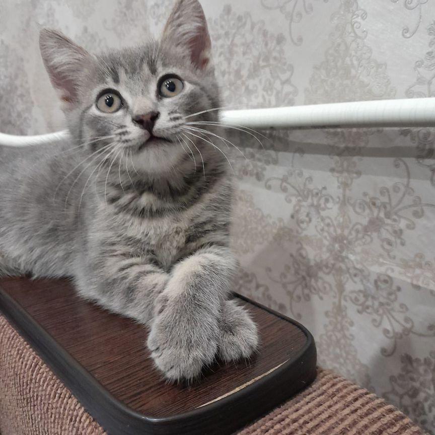 Котята В добрые руки приучены к лотку