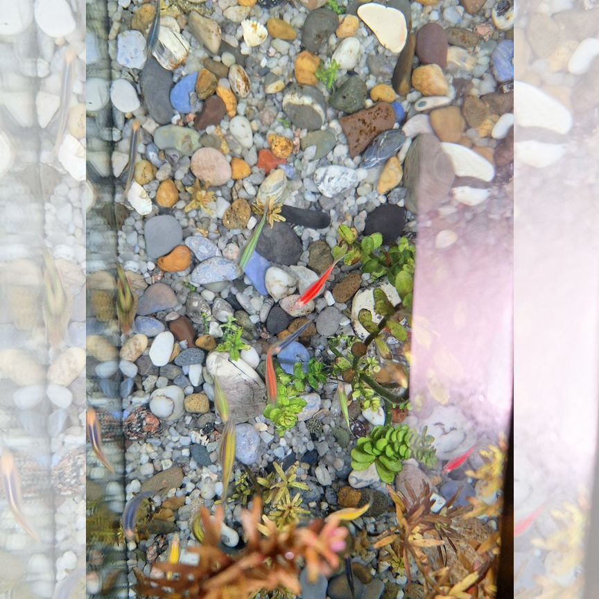 Аквариумные рыбки данио