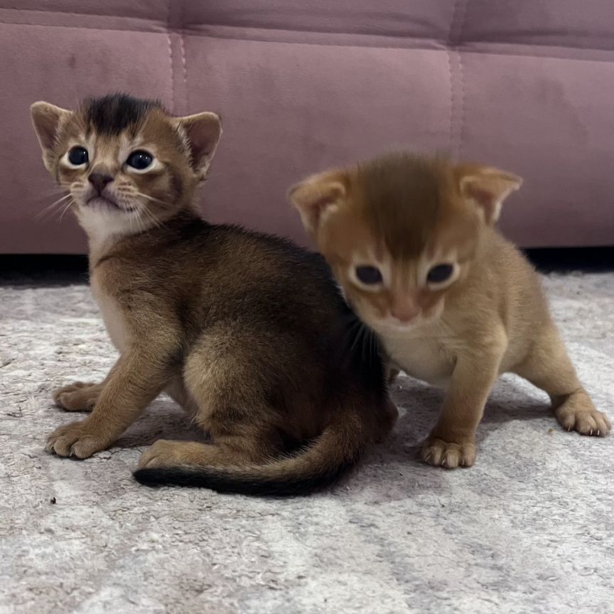 Абиссинский котёнок