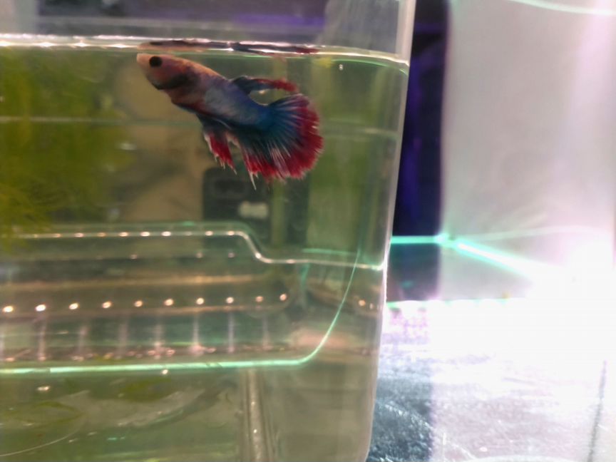 Необычный петушок