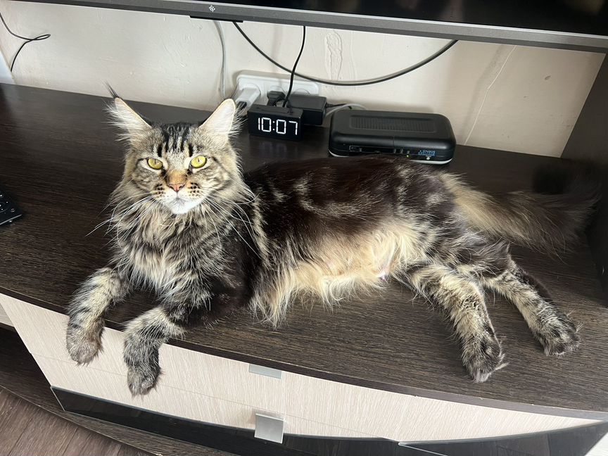 Котята мейн-кун