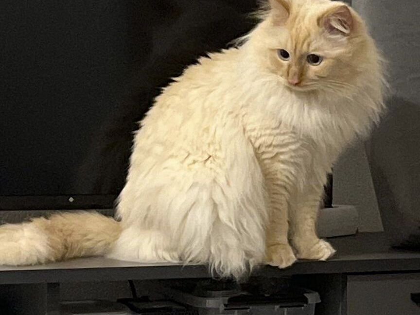 Кот в добрые руки