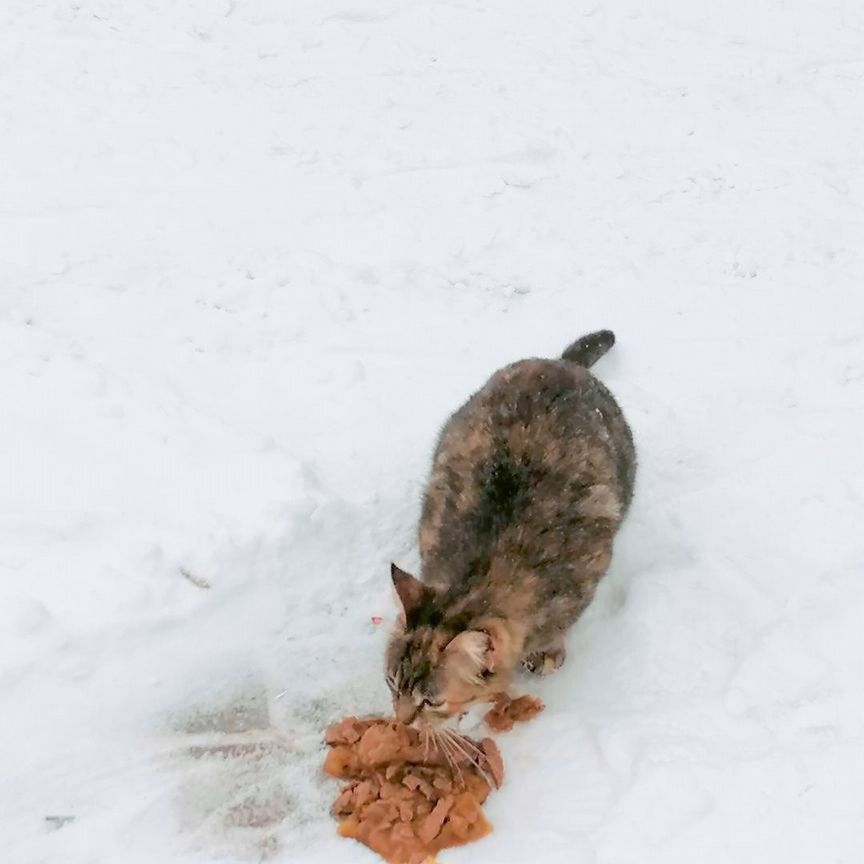 Котенок живет на помойке