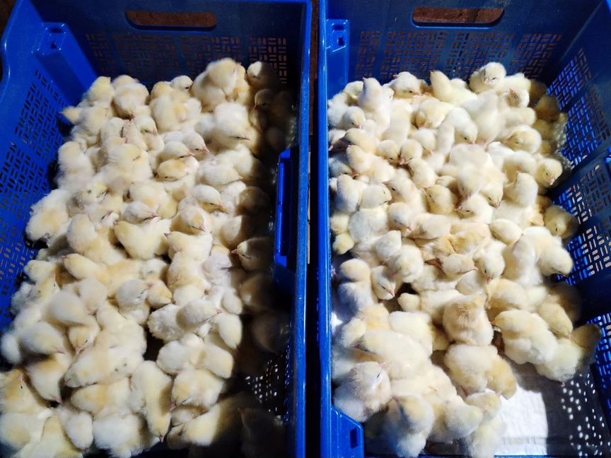 Цыплята бройлеры суточные с доставкой