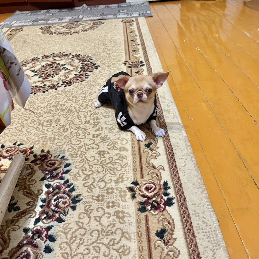 Ронни ищет семью